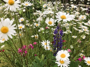 7 Easy Cut Flowers For Beginners (That Will Bloom This Season) - Green ...
