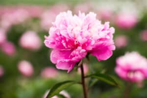 Pink Peonies To Grow And Enjoy (With Pictures) - Green Garden Cottage