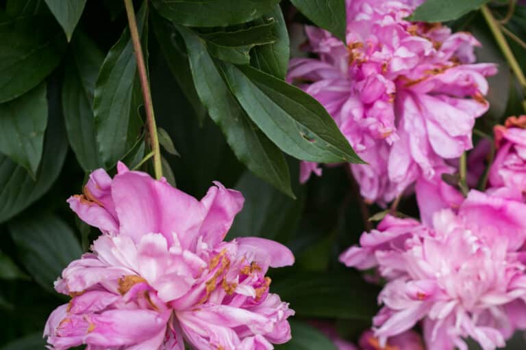 How To Deadhead Peonies After Blooming (Pruning Guide) - Green Garden ...