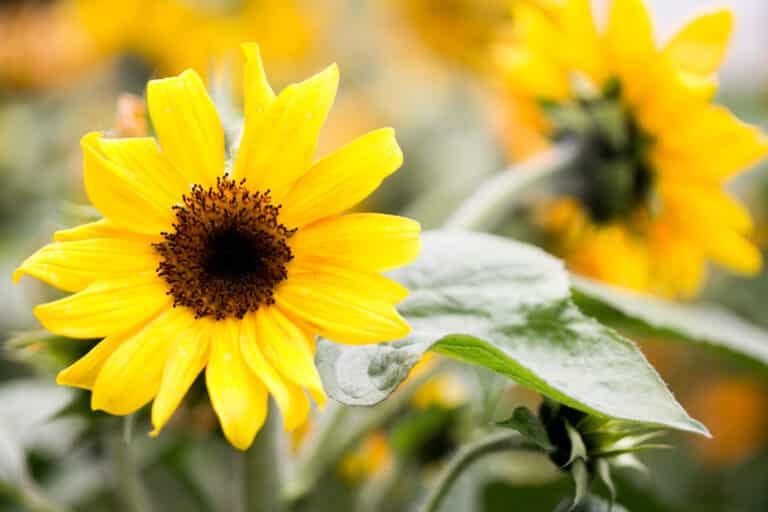 How To Grow Dwarf Sunflowers (Mini Sunflowers) - Green Garden Cottage