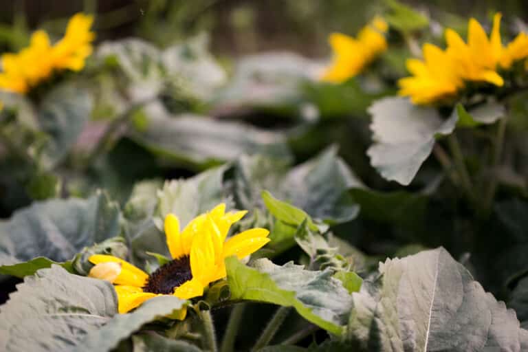 How To Grow Dwarf Sunflowers (Mini Sunflowers) - Green Garden Cottage