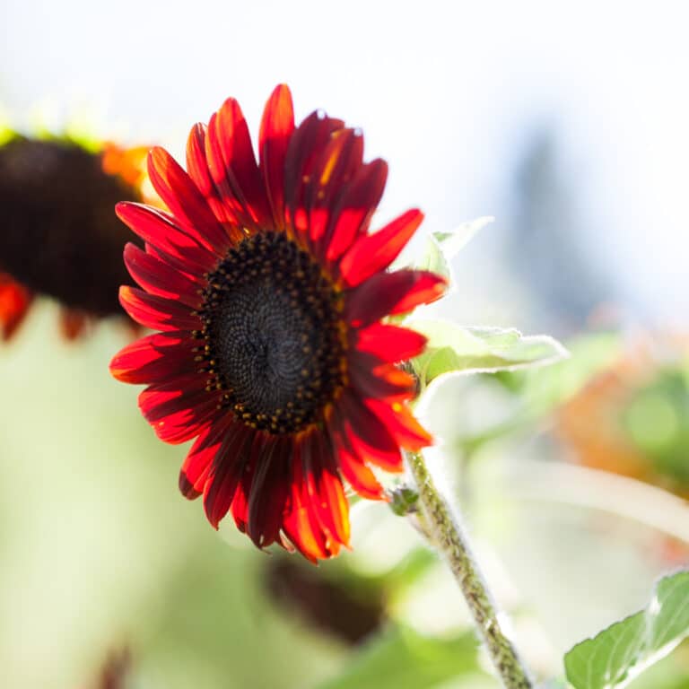 All About Wild Sunflowers! (And How To Grow) - Green Garden Cottage