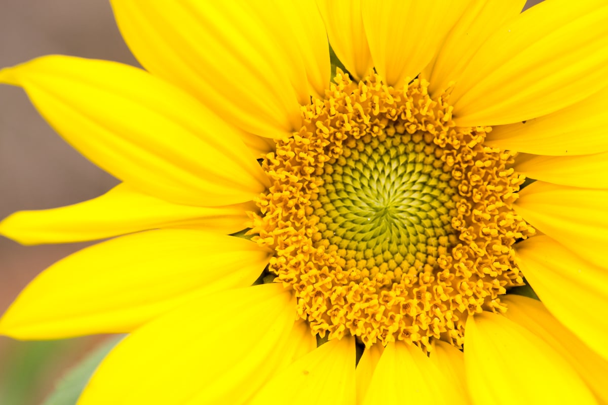 Parts Of A Sunflower (With Pictures) - Green Garden Cottage