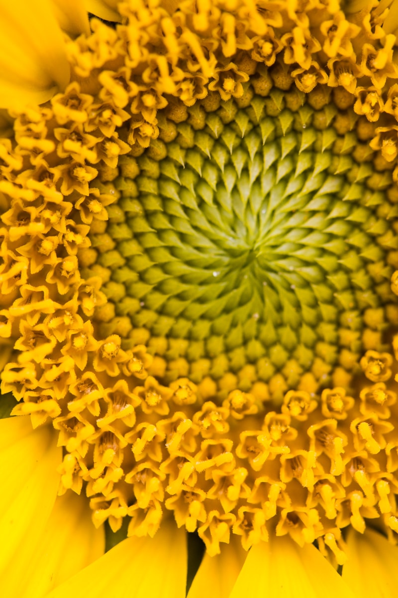 Parts Of A Sunflower (With Pictures) - Green Garden Cottage