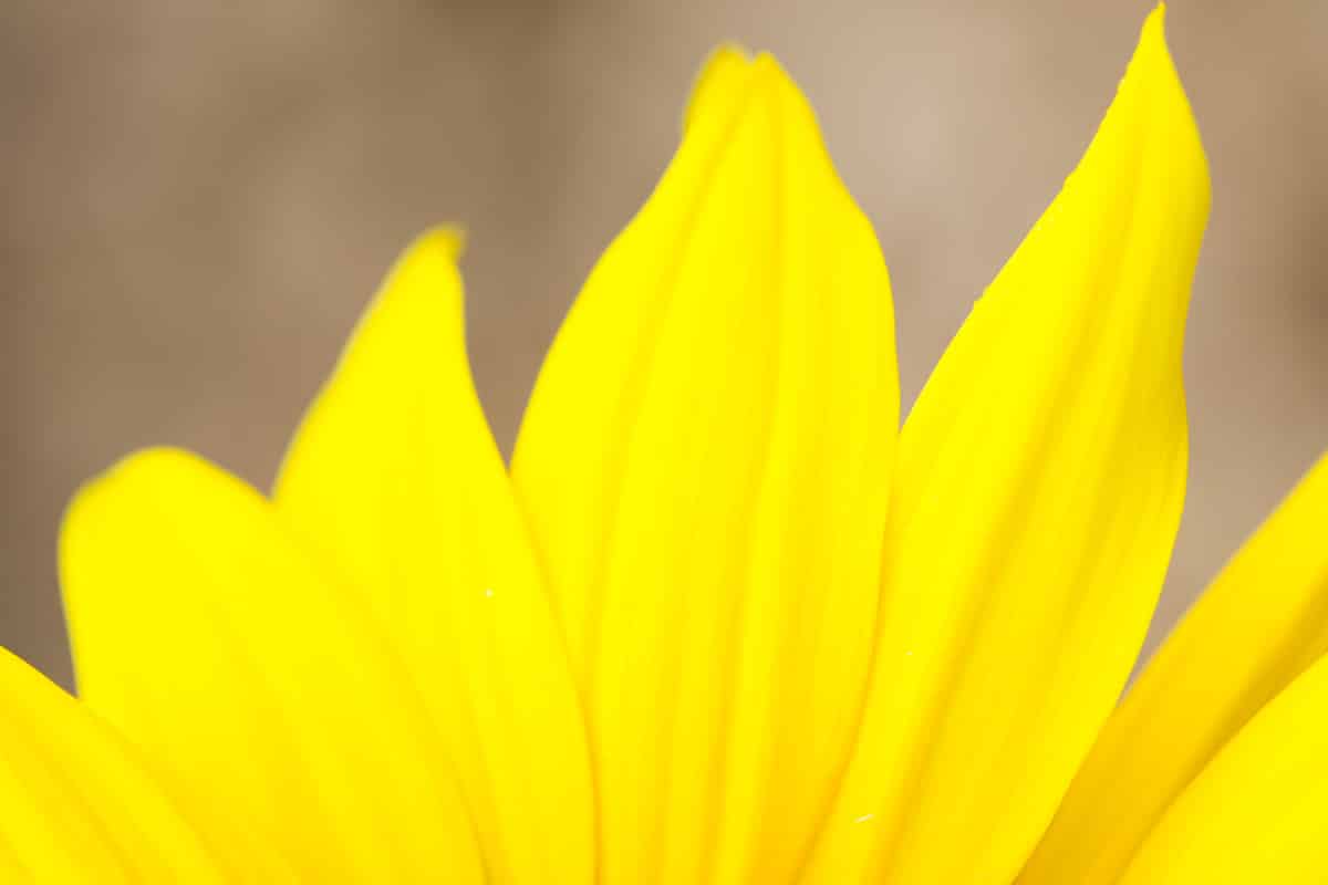 Parts Of A Sunflower (With Pictures) - Green Garden Cottage