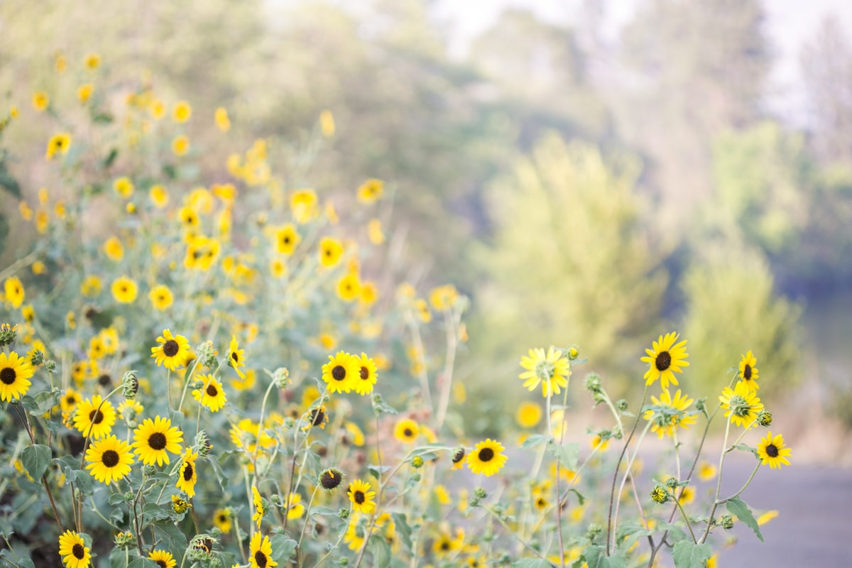 Parts Of A Sunflower (With Pictures) - Green Garden Cottage