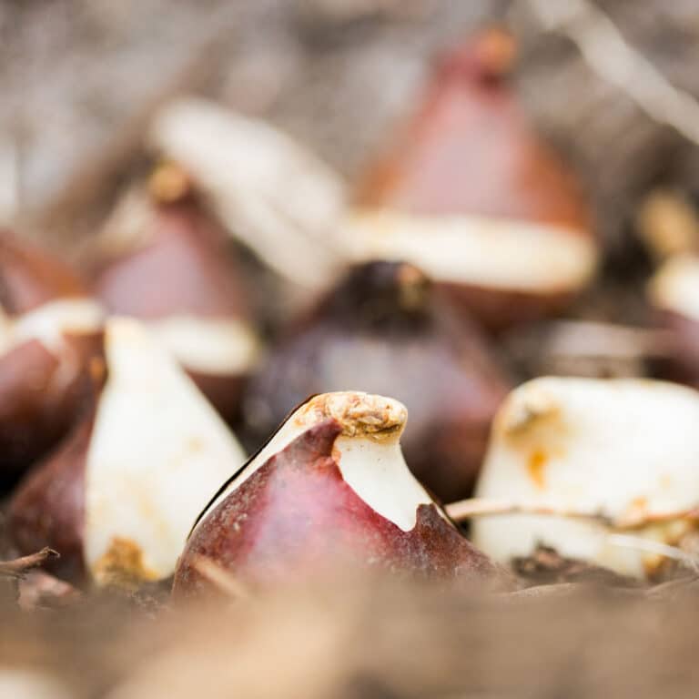How To Plant Daffodil Bulbs (And When) - Green Garden Cottage