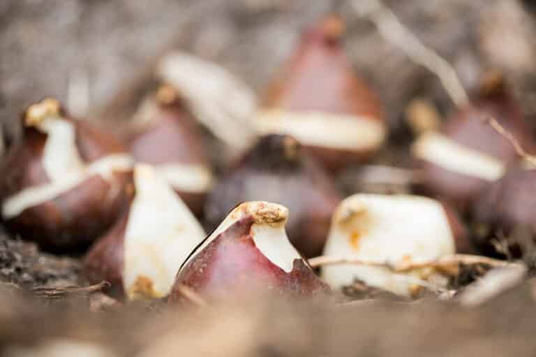 How To Care For Tulips After Blooming - Green Garden Cottage