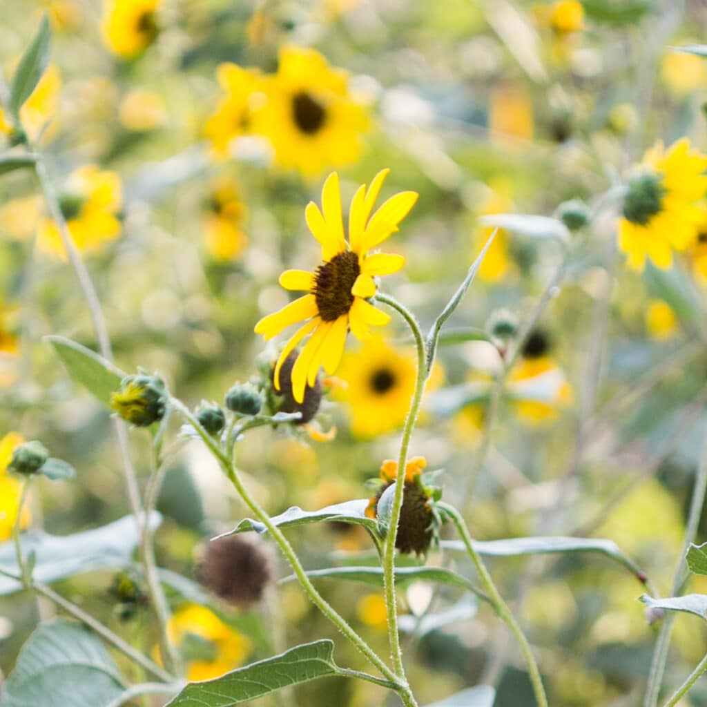 Parts Of A Sunflower (With Pictures) - Green Garden Cottage