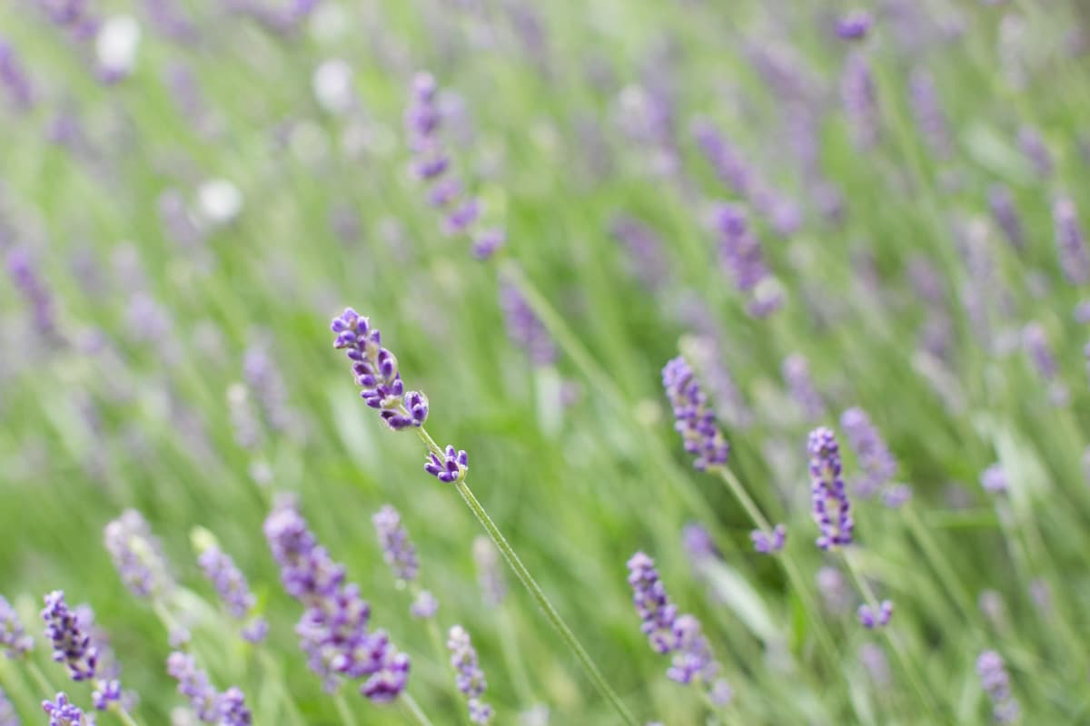 How To Get Lavender To Bloom - Green Garden Cottage