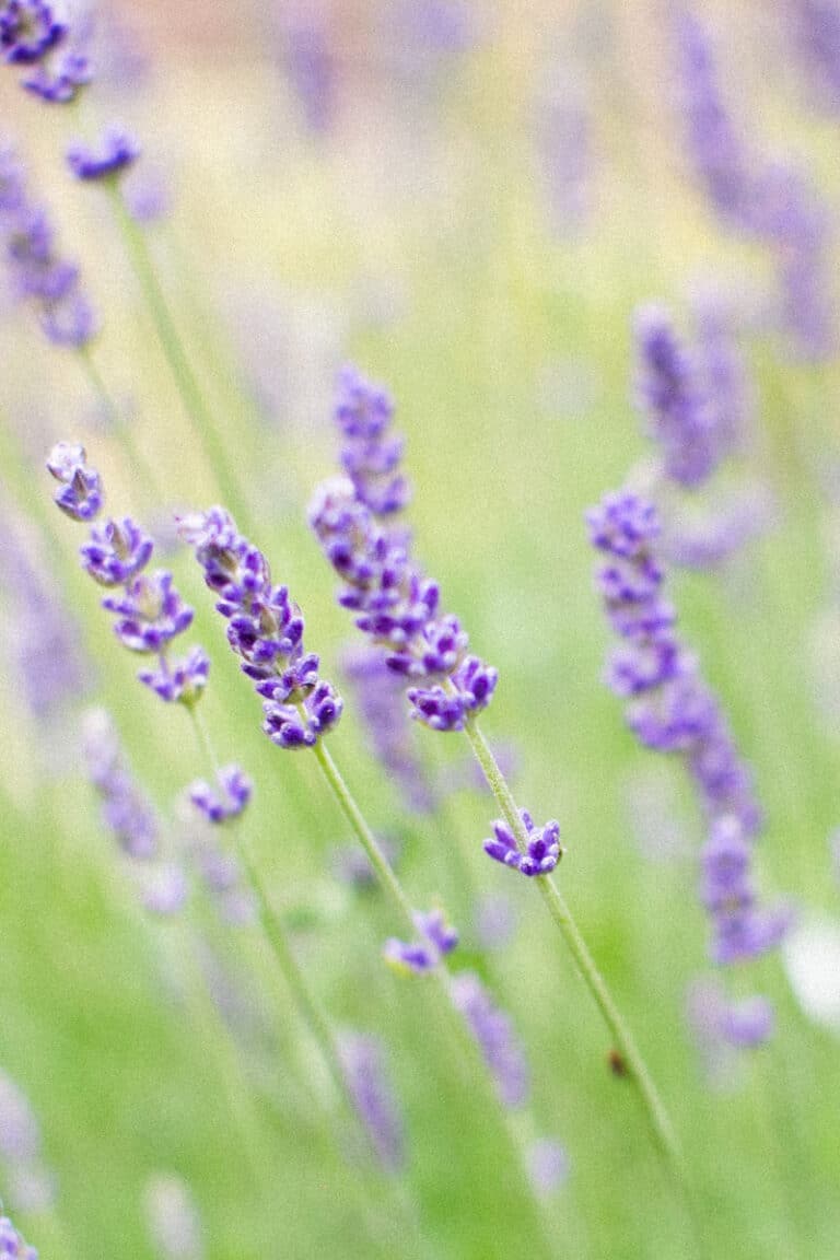 How To Get Lavender To Bloom - Green Garden Cottage
