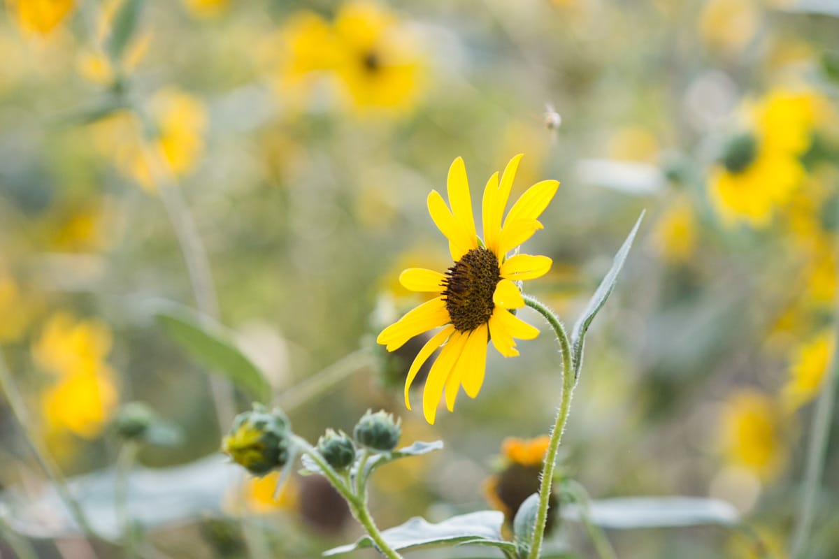 Meaning and Symbolism Of Sunflowers - Green Garden Cottage