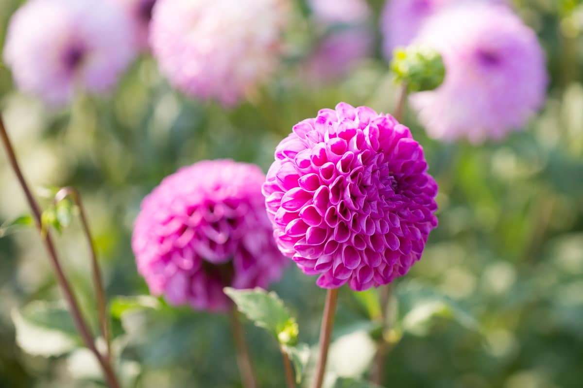 How To Grow And Care For Dahlias In Your Own Flower Garden - Green ...
