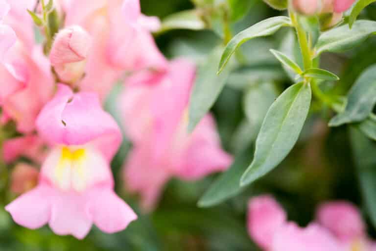 How To Grow Snapdragons In Pots - Green Garden Cottage