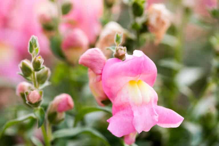 How To Grow Snapdragons In Pots - Green Garden Cottage