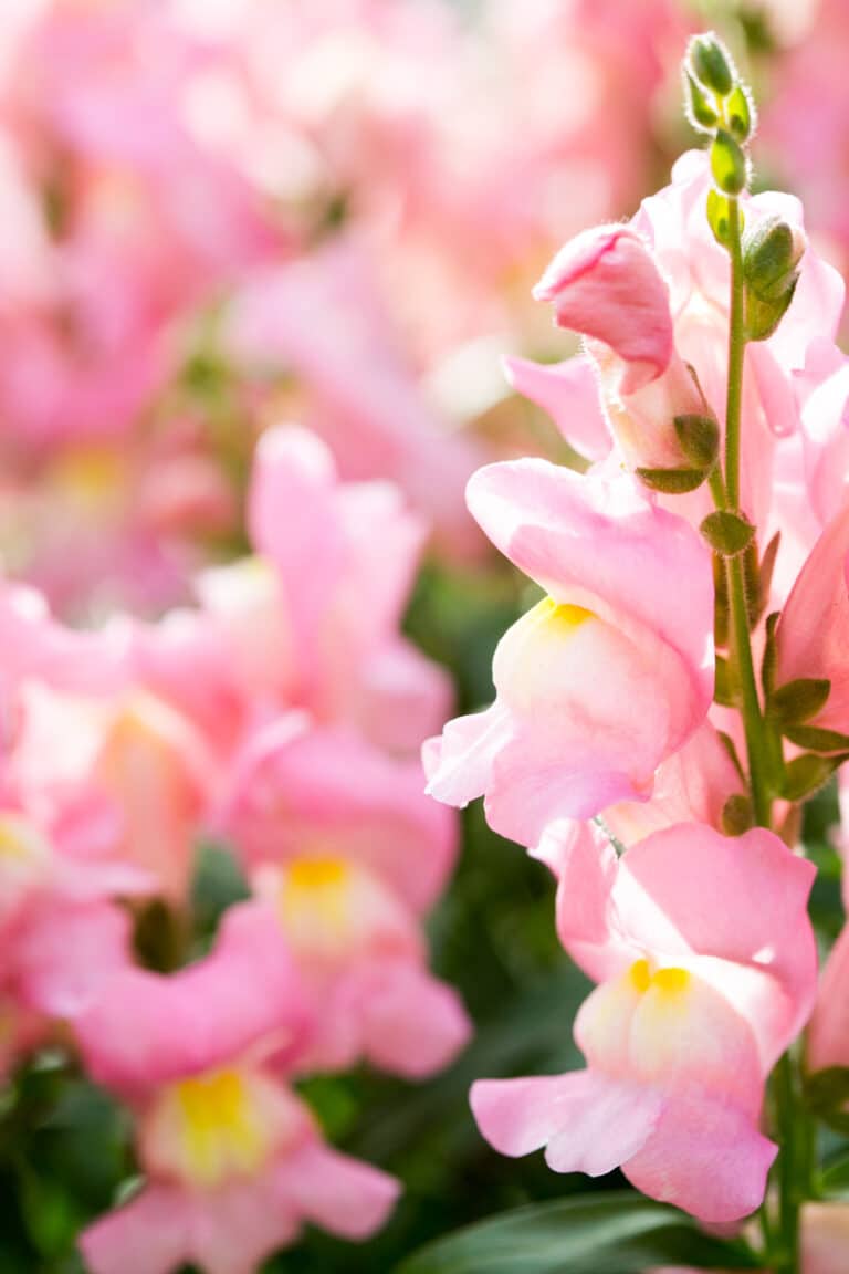 How To Grow Snapdragons In Pots - Green Garden Cottage
