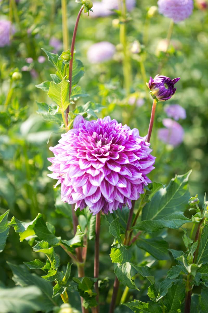 How To Grow And Care For Dahlia Flowers - Green Garden Cottage