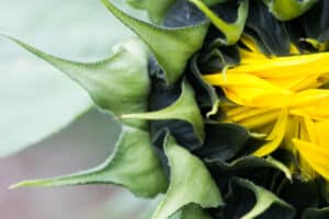 Life Cycle Of A Sunflower (And Stages) - Green Garden Cottage
