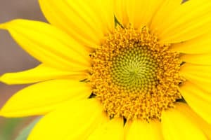 Meaning and Symbolism Of Sunflowers - Green Garden Cottage
