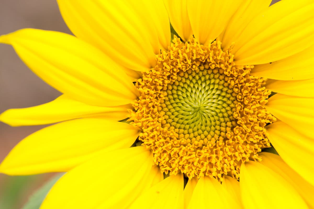 Meaning and Symbolism Of Sunflowers - Green Garden Cottage