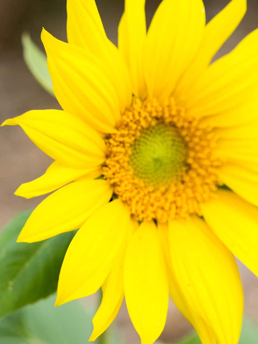 Meaning and Symbolism Of Sunflowers - Green Garden Cottage