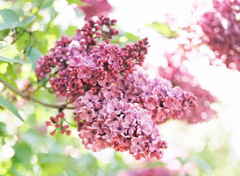 23 Early Spring Perennial Flowers (Vibrant Bloomers) - Green Garden Cottage