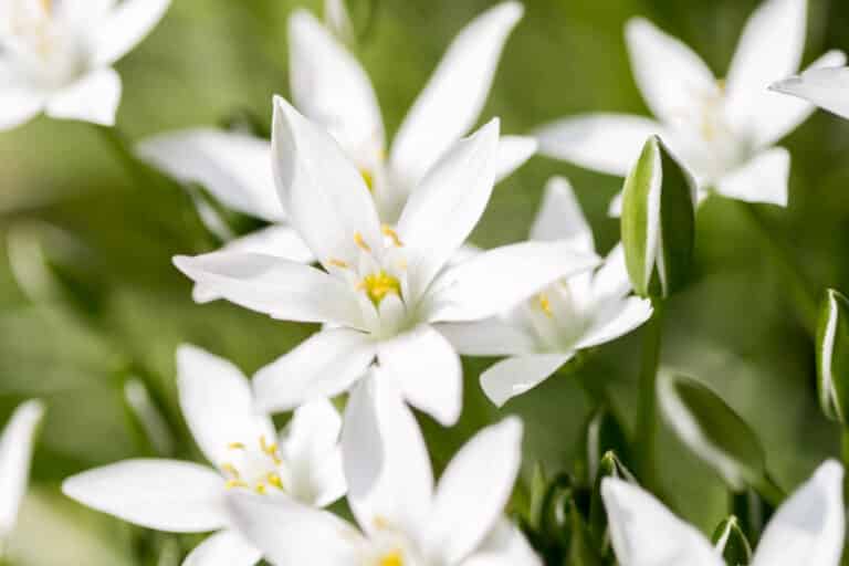 23 Early Spring Perennial Flowers (Vibrant Bloomers) - Green Garden Cottage