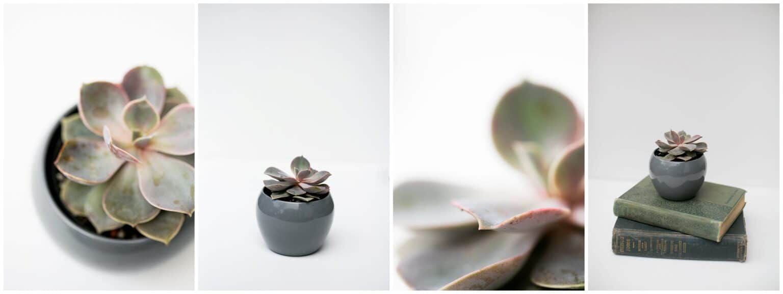23 Aesthetic Indoor Plants - Green Garden Cottage