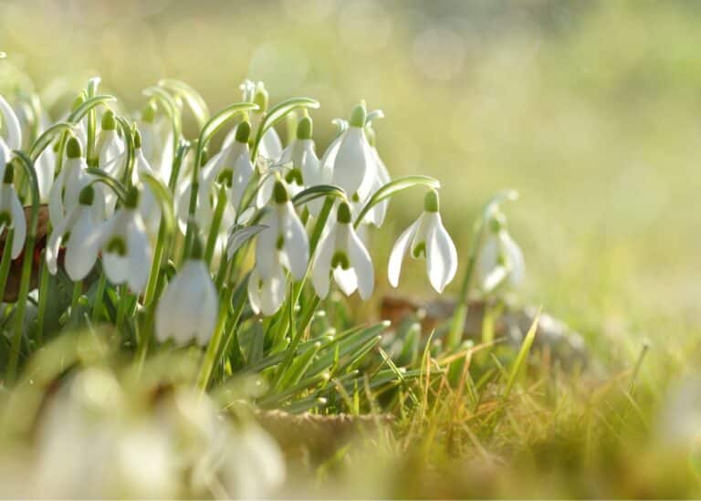 23 Early Spring Perennial Flowers (Vibrant Bloomers) - Green Garden Cottage