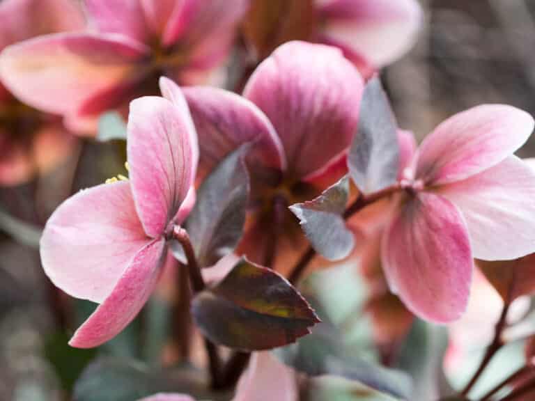 23 Early Spring Perennial Flowers (Vibrant Bloomers) - Green Garden Cottage