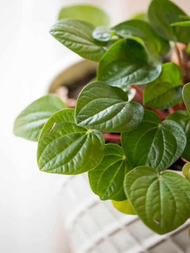 How To Grow Peperomia Plants - Green Garden Cottage