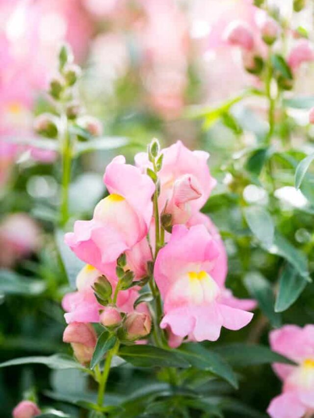 How To Grow Snapdragons In Pots - Green Garden Cottage