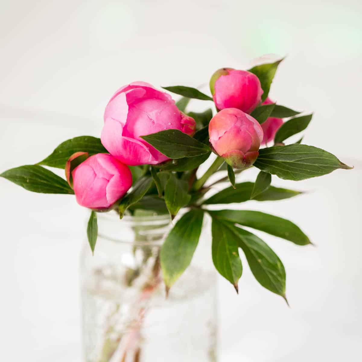 How To Start A Cut Flower Garden For Beginners (Step By Step Guide ...