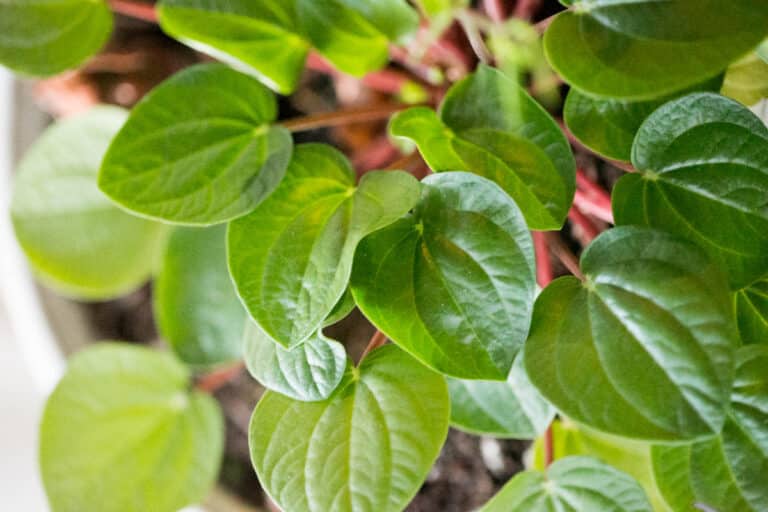 How To Care For Peperomia Plants (Best Guide) - Green Garden Cottage