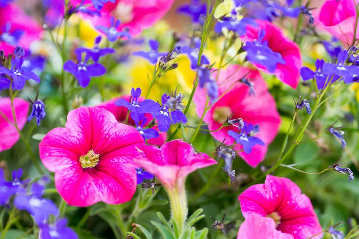 31 Flowers That Bloom In September - Green Garden Cottage