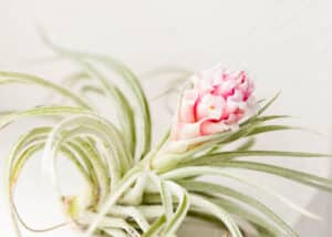 How To Get Air Plants To Bloom (Flower Care Guide!) - Green Garden Cottage