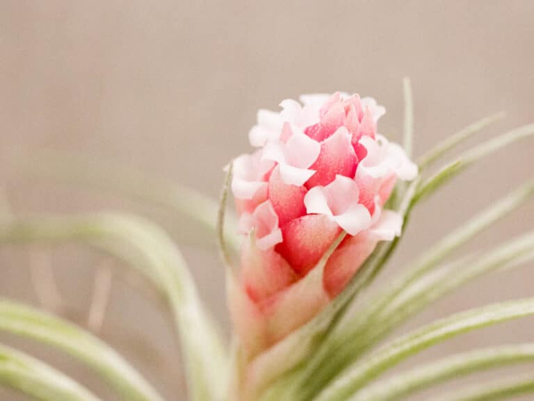 How To Get Air Plants To Bloom (Flower Care Guide!) - Green Garden Cottage