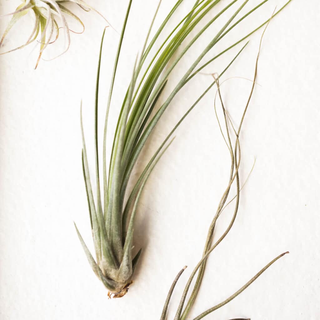 How To Get Air Plants To Bloom (Flower Care Guide!) - Green Garden Cottage