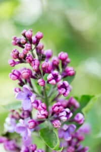 How To Grow + Care For Lilac Bushes - Green Garden Cottage