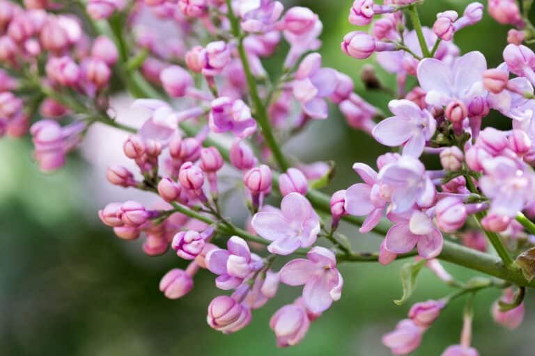 23 Purple Spring Flowers With Pictures - Green Garden Cottage