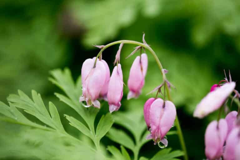 Best Tips For Macro Flower Photography (Amazing Images!) - Green Garden ...