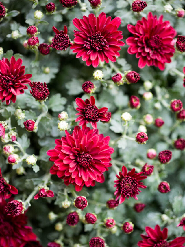 Best Tips For Macro Flower Photography (Amazing Images!) - Green Garden ...