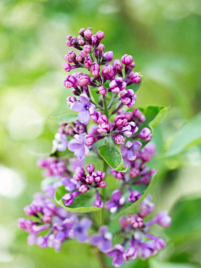 Best Tips For Macro Flower Photography (Amazing Images!) - Green Garden ...