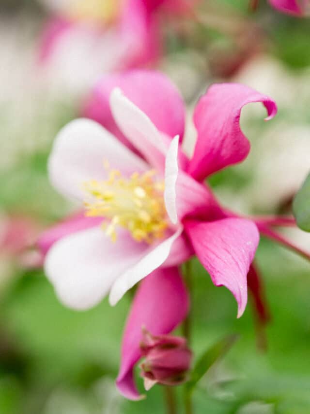Best Tips For Macro Flower Photography (Amazing Images!) - Green Garden ...