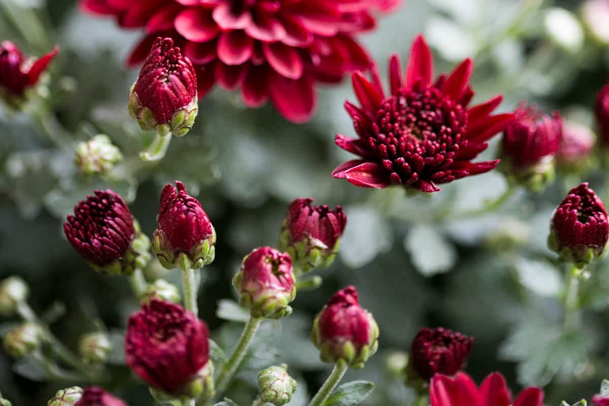 How Often To Water Chrysanthemums? (Best Care Tips) - Green Garden Cottage