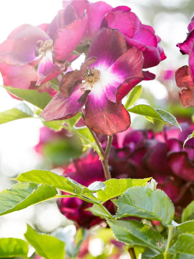 How To Deadhead Floribunda Roses: Easy Guide! - Green Garden Cottage