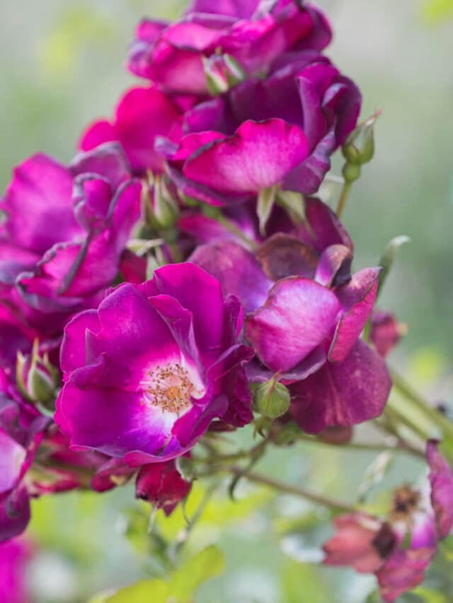 How To Deadhead Floribunda Roses: Easy Guide! - Green Garden Cottage