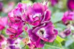 How To Deadhead Floribunda Roses: Easy Guide! - Green Garden Cottage
