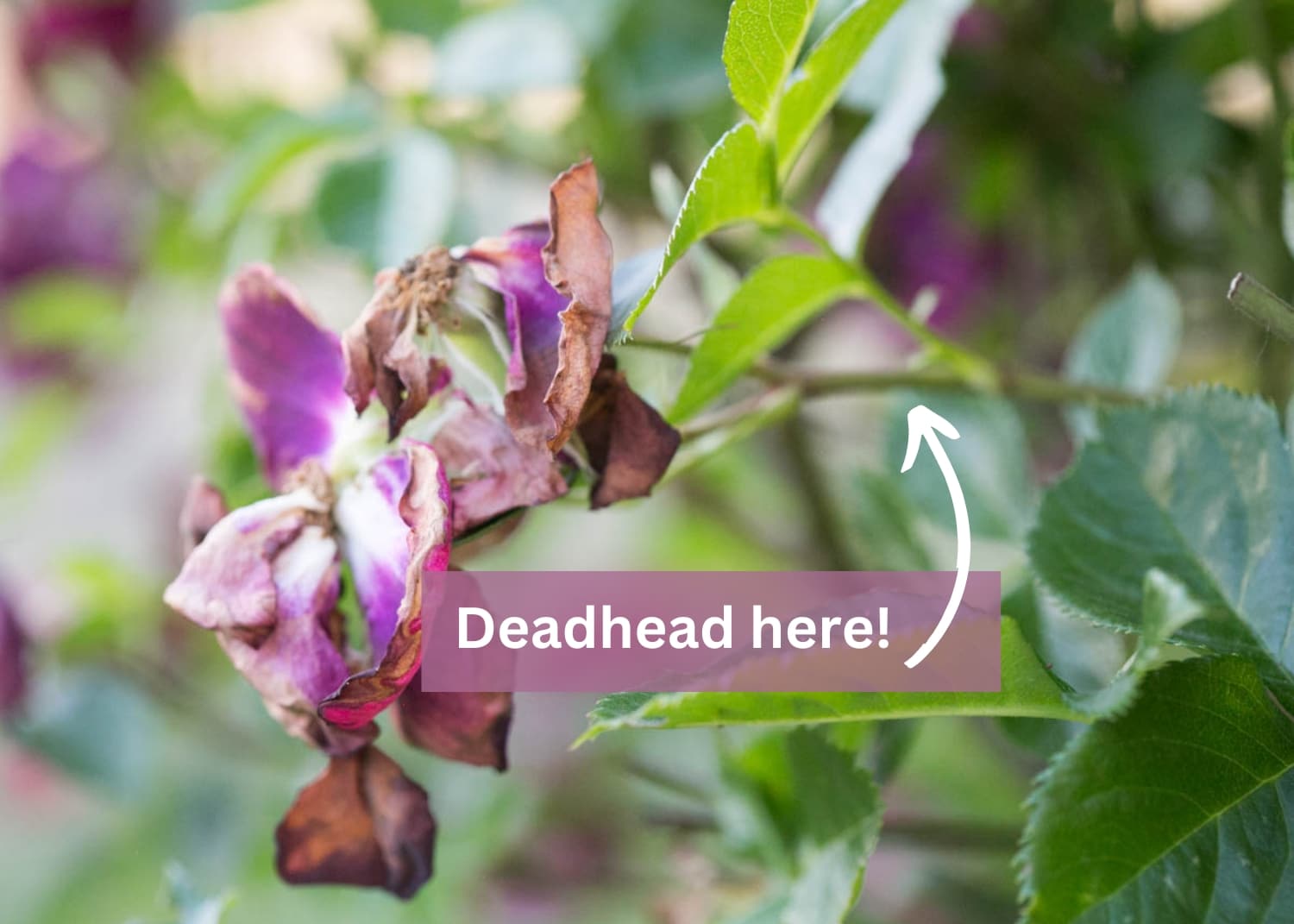 How To Deadhead Floribunda Roses: Easy Guide! - Green Garden Cottage