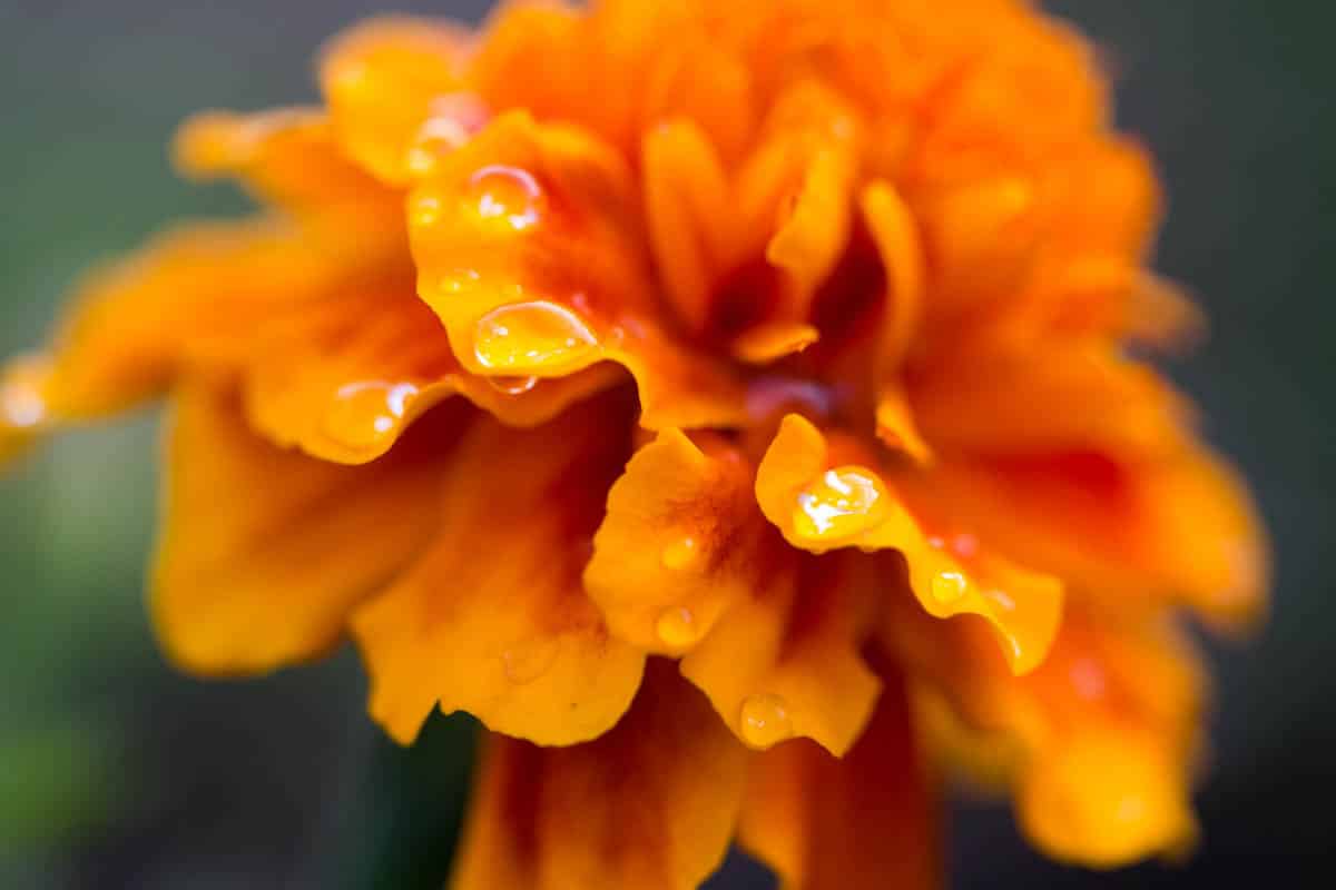 How To Water Flowers (10 Best Tips For Healthy Plants) - Green Garden ...